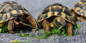 Tortugas espía y peces infiltrados: China lo tiene claro